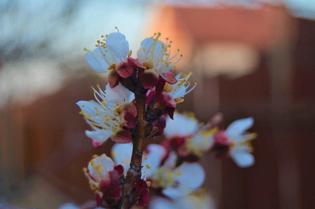 Naturaleza Flores Durazno - Foto gratis en Pixabay - Pixabay