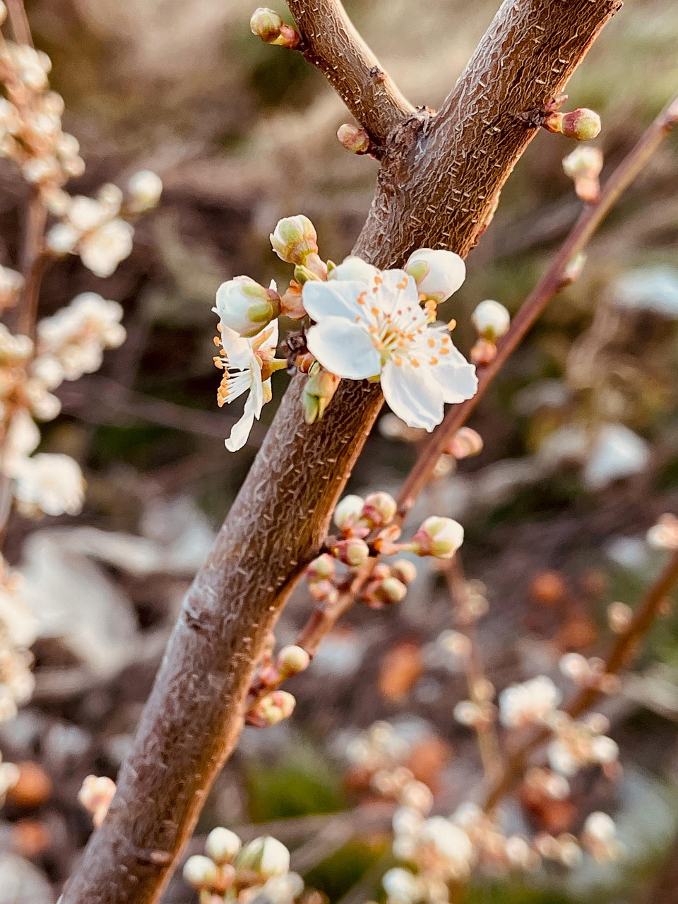 Flowers Spring Nature - Free photo on Pixabay - Pixabay