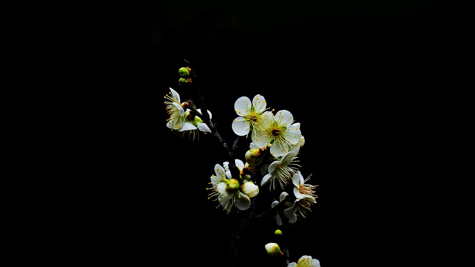 Pflaumen-Blüten Weiße Blumen - Kostenloses Foto auf Pixabay - Pixabay
