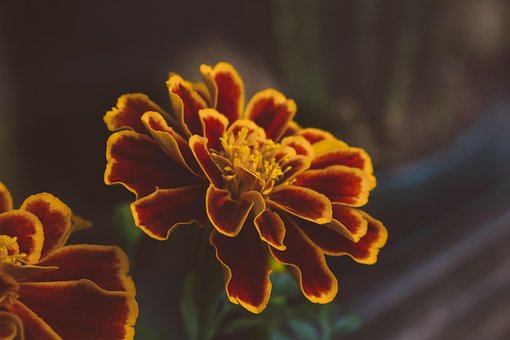40+ Free Mexican Marigold & Marigold Photos - Pixabay
