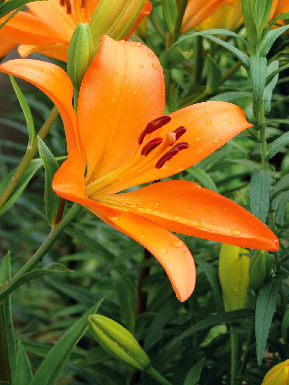 Bunga Bakung Asia Lilium Asiatik - Foto gratis di Pixabay - Pixabay
