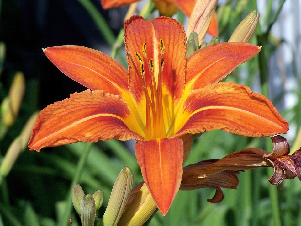 Eastern Hybrid Lilies Lilium - Free photo on Pixabay - Pixabay