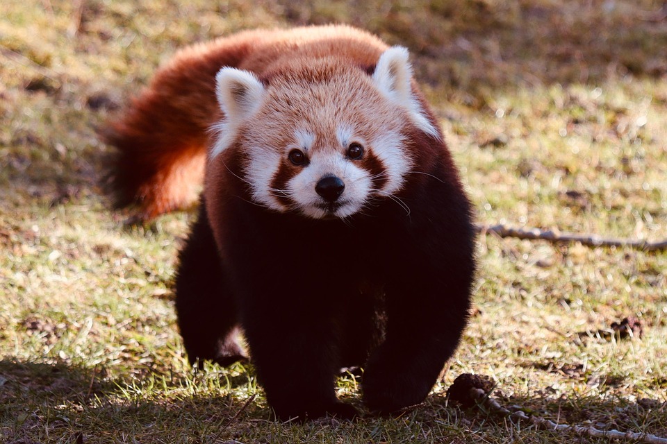 Animal Panda Zoo - Foto gratis en Pixabay
