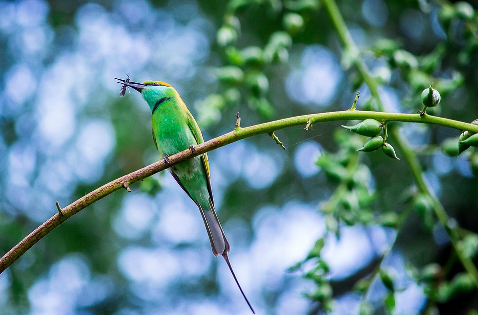 Bird Asian Green Bee-Eater - Free photo on Pixabay - Pixabay