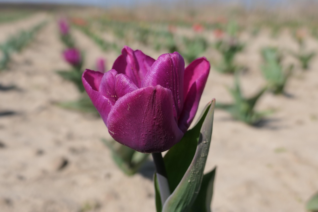 Fleur Tulipe Le Printemps - Photo gratuite sur Pixabay - Pixabay