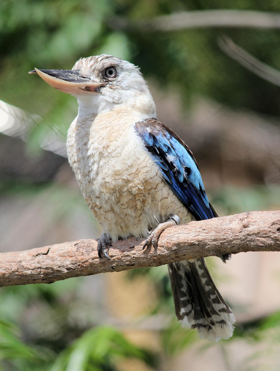 Laughing Kookaburra Bird Australia - Free photo on Pixabay - Pixabay