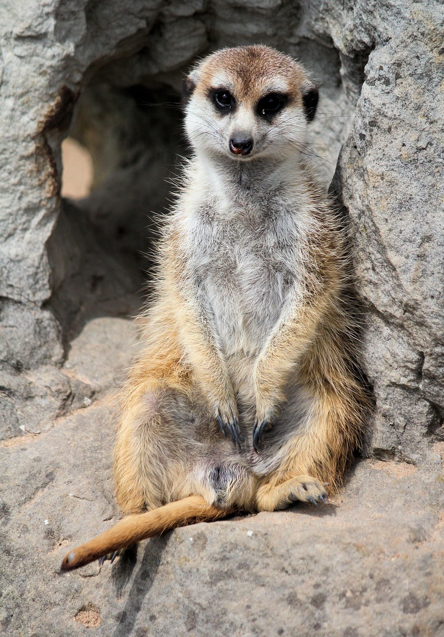 Suricata Animal Fauna Silvestre - Foto gratis en Pixabay - Pixabay