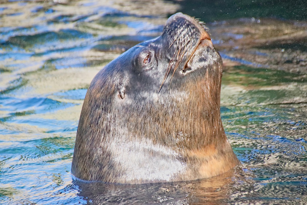 Lion De Mer Animal Mammifère - Photo gratuite sur Pixabay - Pixabay