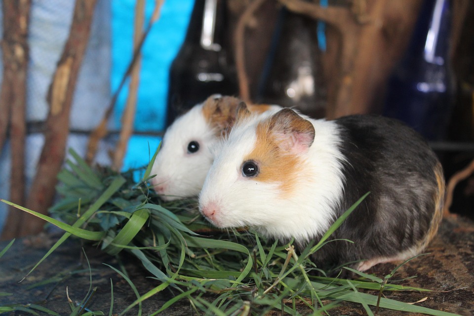 Animal Guinea Pigs Grass - Free photo on Pixabay