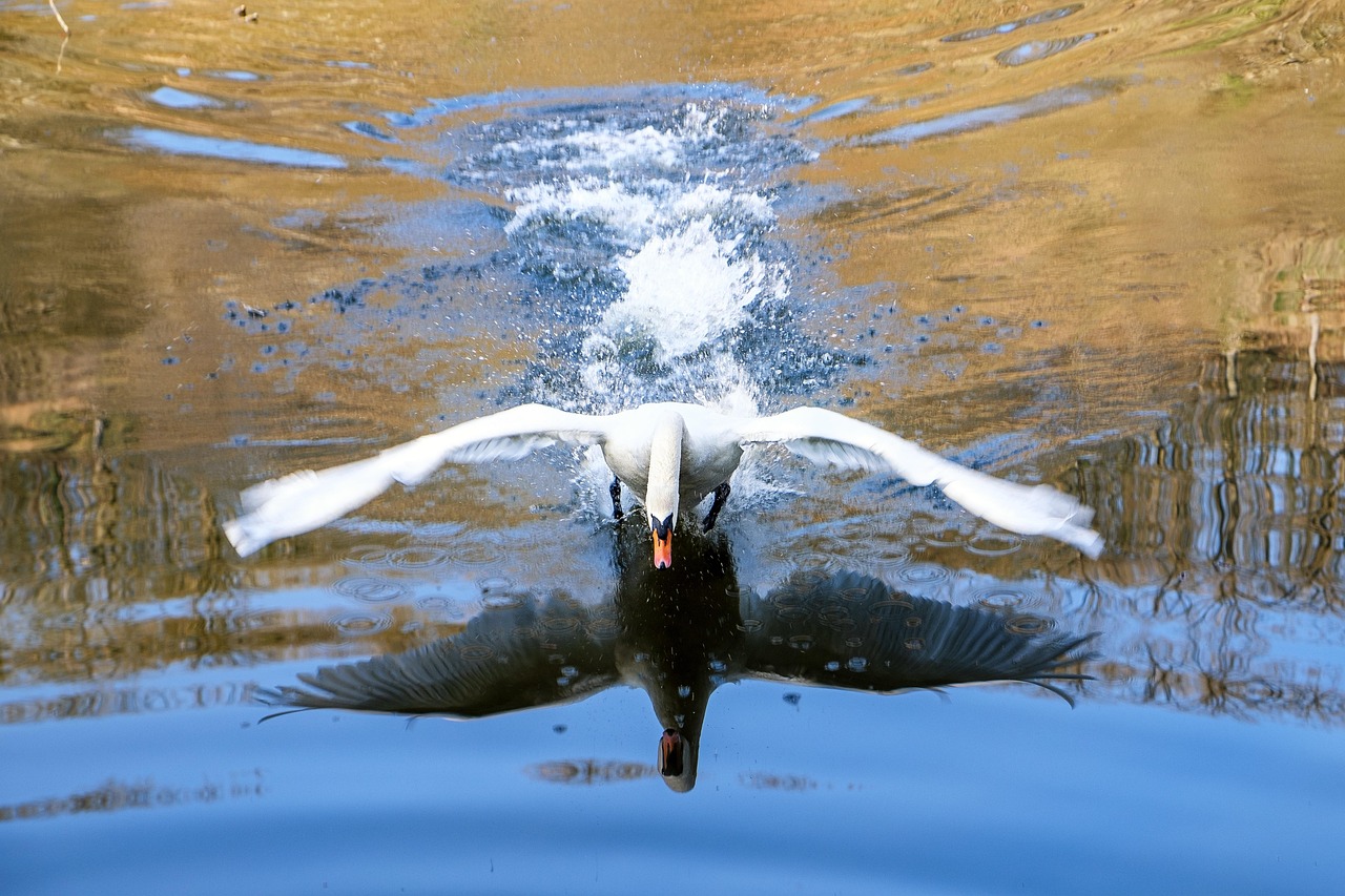 Swan Waterbird Lake - Free photo on Pixabay