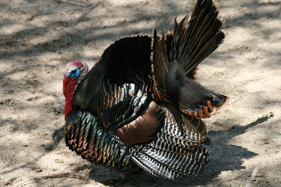 Turkey Bird Nature - Free photo on Pixabay - Pixabay