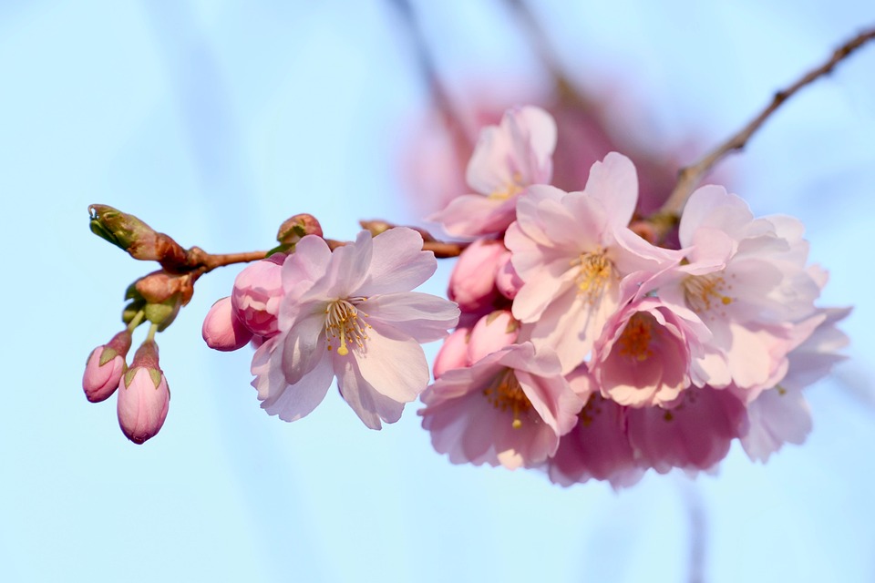 Cherry Blossoms Pink Flowers - Free photo on Pixabay