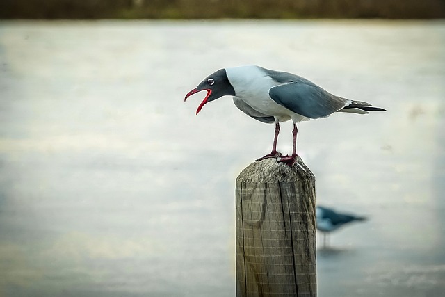 Bird Seagull Coast - Free photo on Pixabay