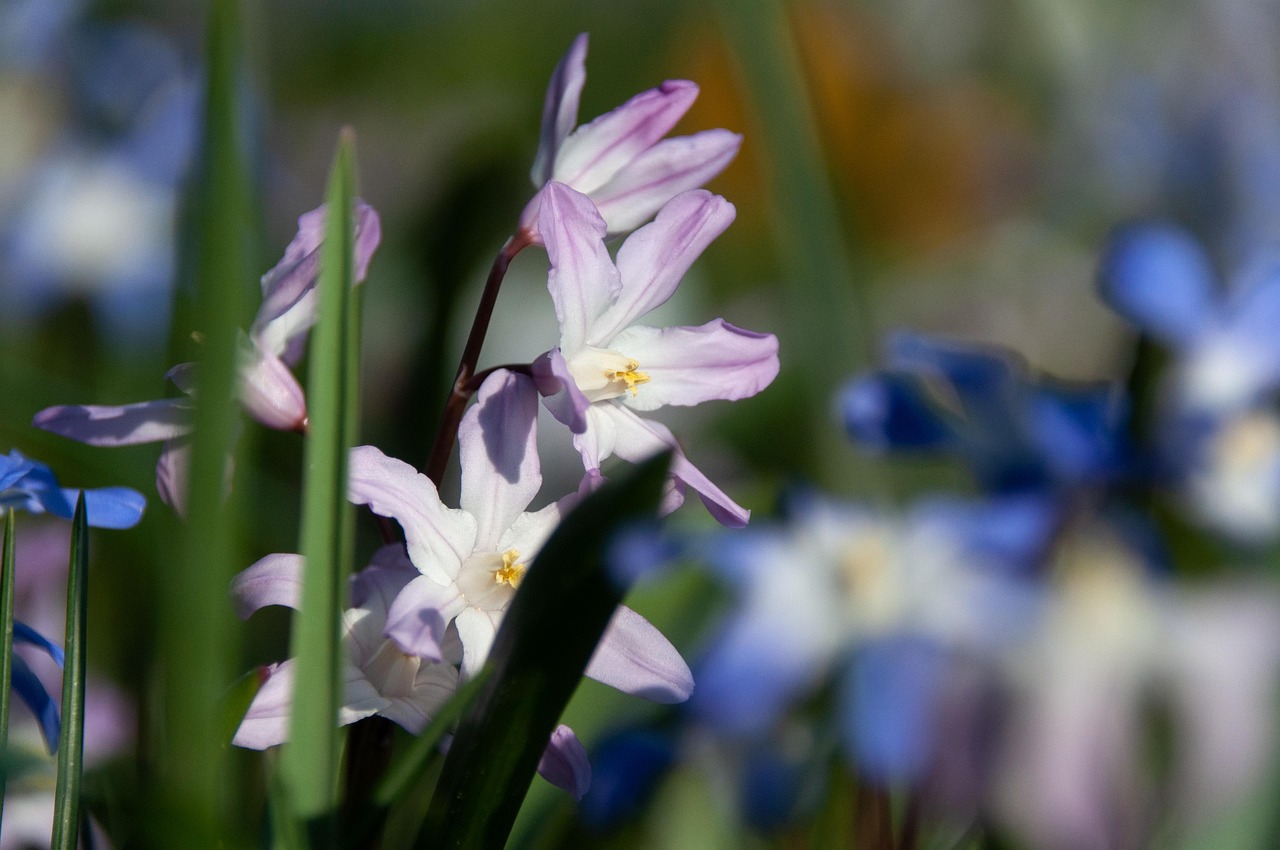 Flower Blossom Bloom - Free photo on Pixabay - Pixabay