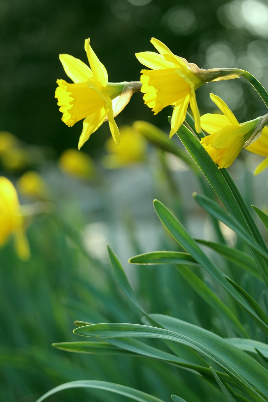 Meer dan 900 gratis afbeeldingen van Paasklokken en Narcissen - Pixabay