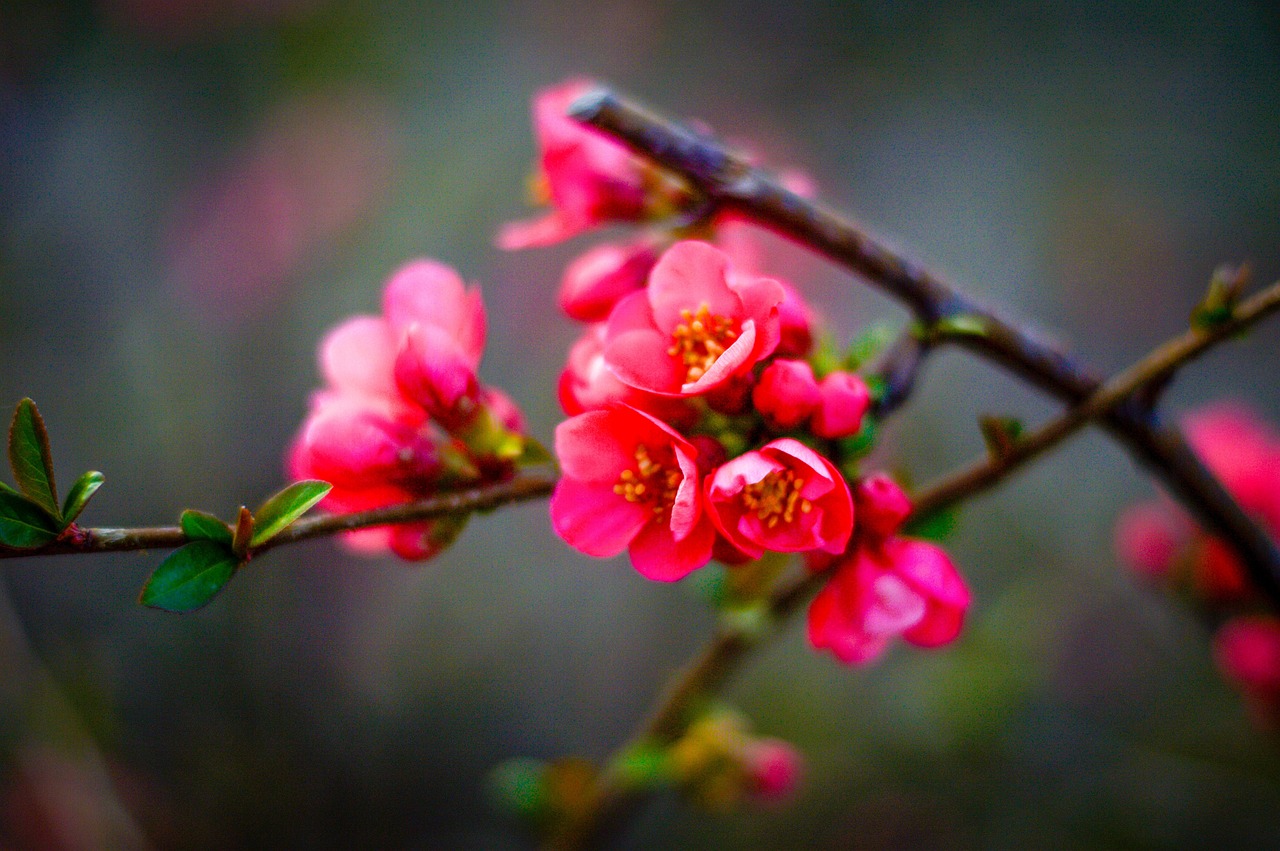 Blumen Frühling Rosa - Kostenloses Foto auf Pixabay - Pixabay