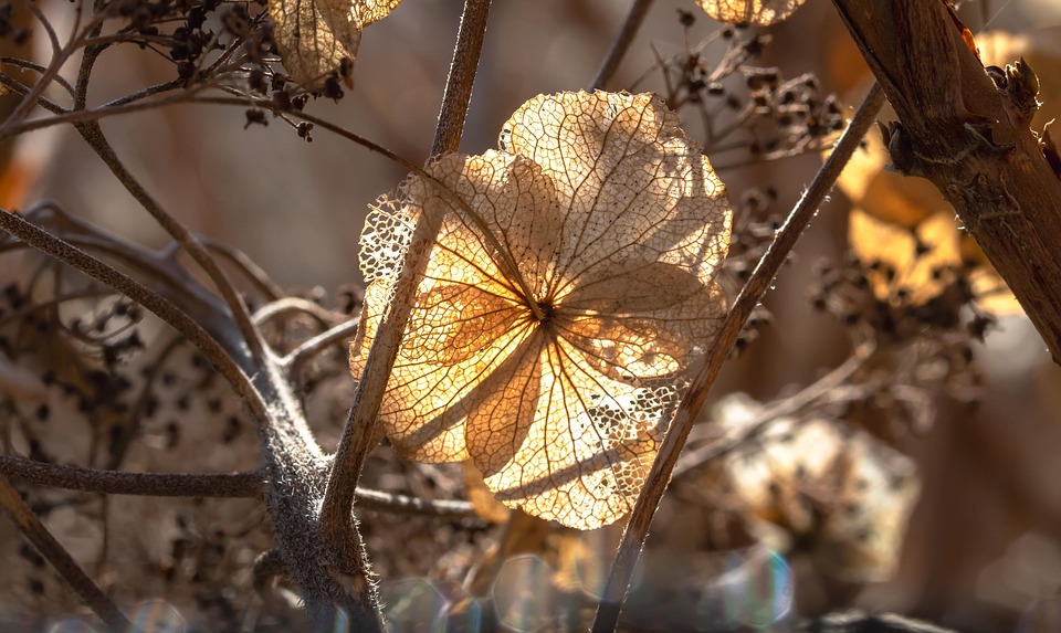 Dried Flowers Leaves Shrub - Free photo on Pixabay