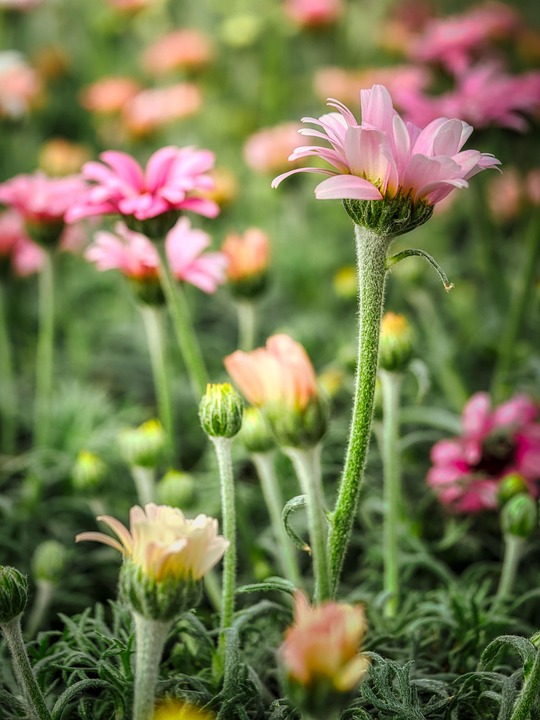 Fleurs Prairie Sauvages - Photo gratuite sur Pixabay - Pixabay