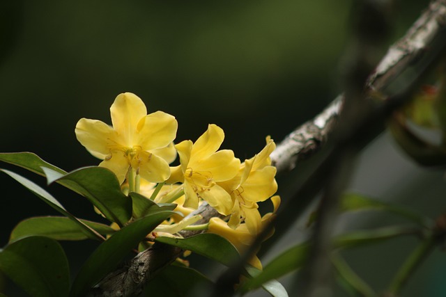 Flower Botany Rhododendron - Free photo on Pixabay