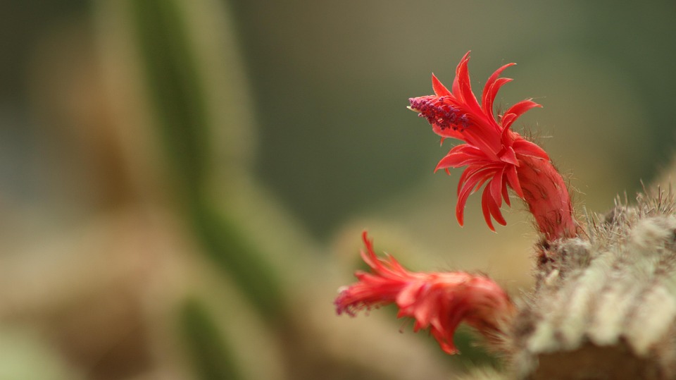 Cactus Floers Plant Cleistocactus - Free photo on Pixabay