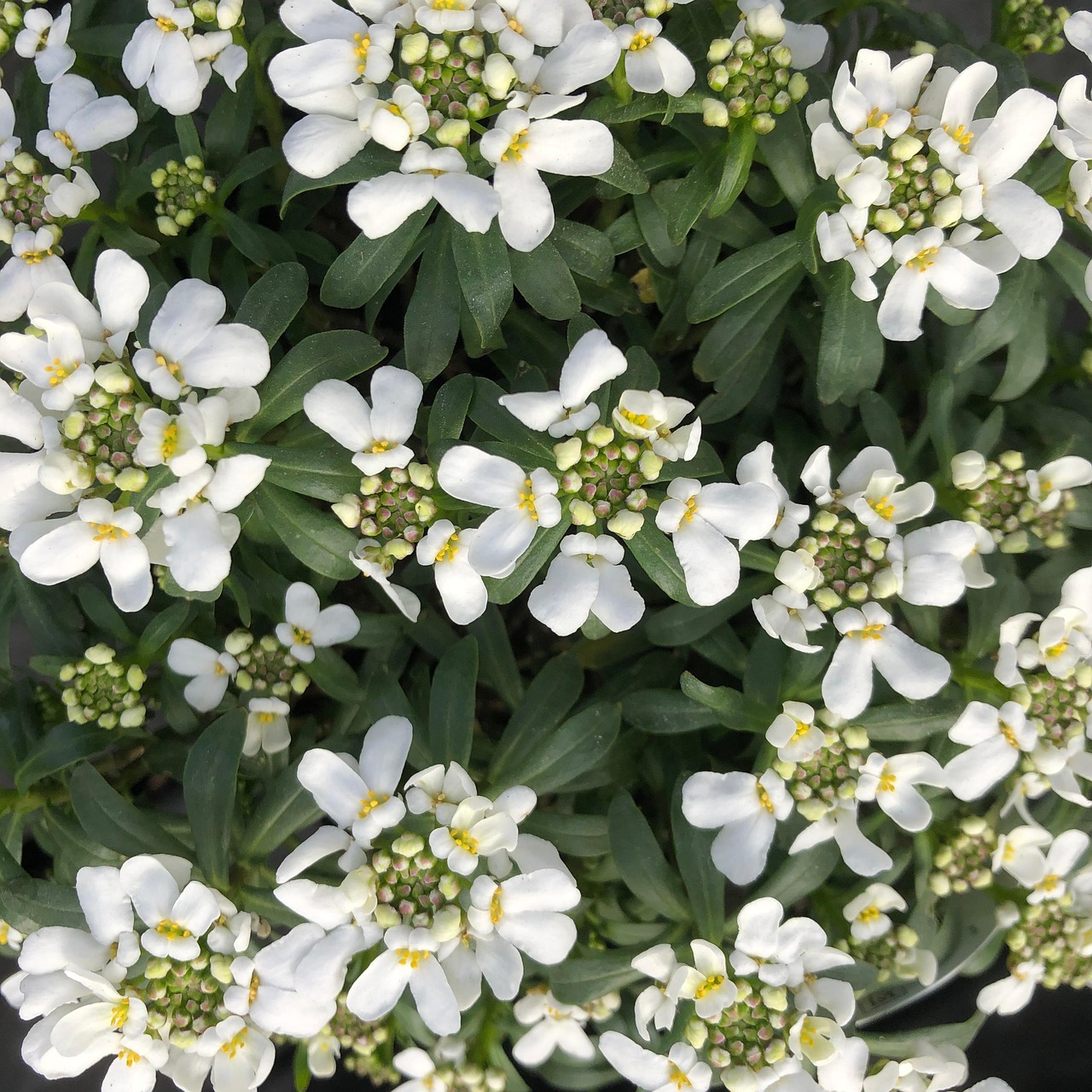 Flores Caramelo De Hoja Perenne - Foto gratis en Pixabay