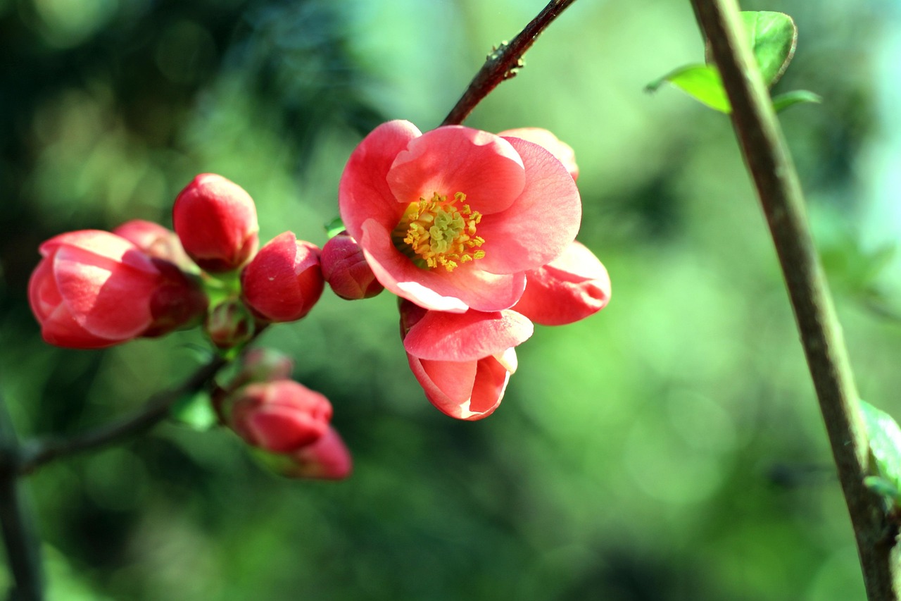 Japanese Quince Branch Blossoms - Free photo on Pixabay - Pixabay