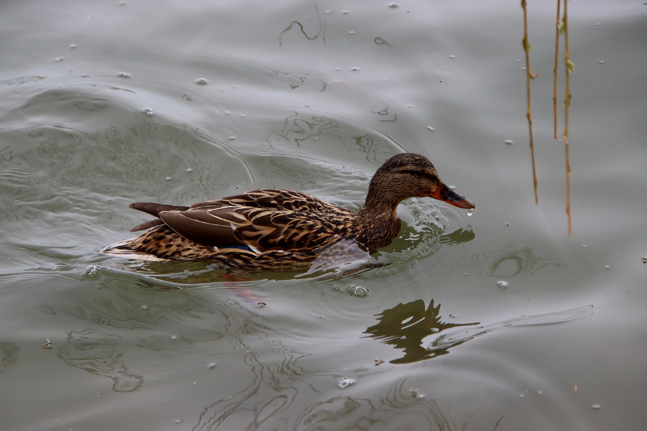 Pato Selvagem Lago - Foto gratuita no Pixabay - Pixabay