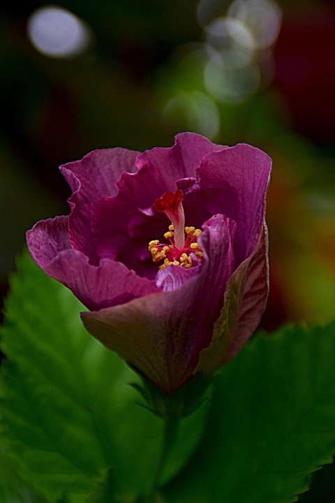 Hibiscus Purple Flower Bud - Free photo on Pixabay