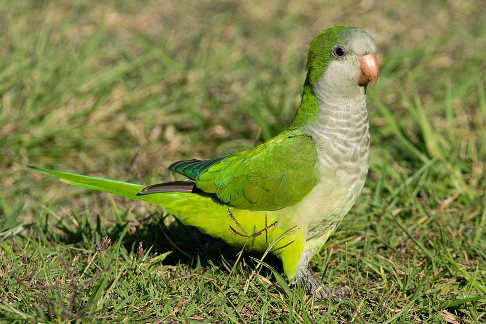 Bird Parrot Ornithology - Free photo on Pixabay