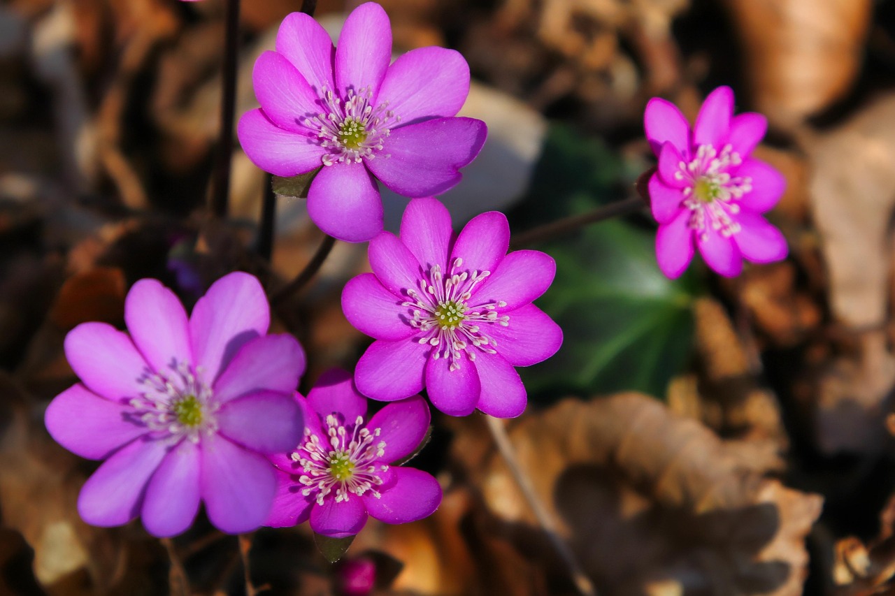 Liverworts Flower Plant - Free photo on Pixabay - Pixabay