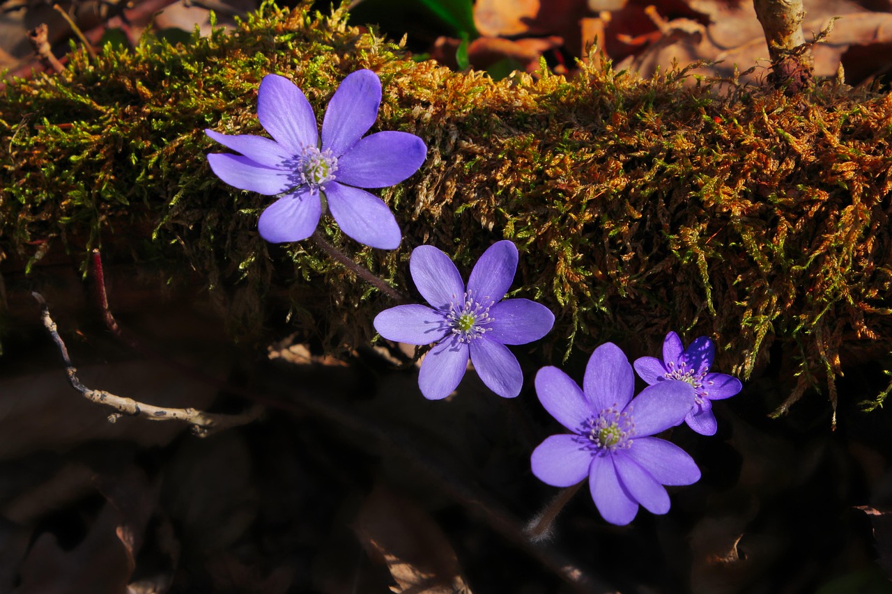 70+ Free Liverworts & Nature Images - Pixabay