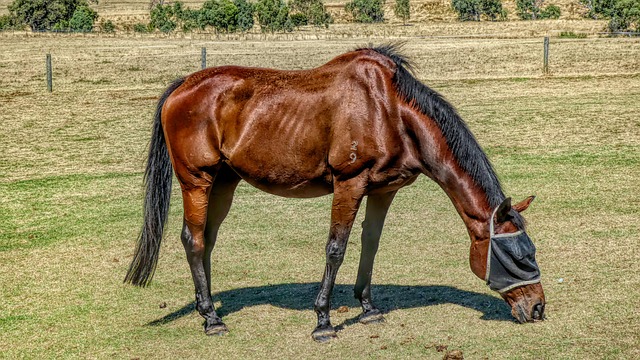 Animal Horse Equine - Free photo on Pixabay - Pixabay