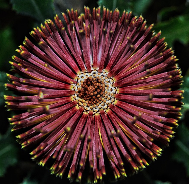 Banksia Flower Plant - Free photo on Pixabay