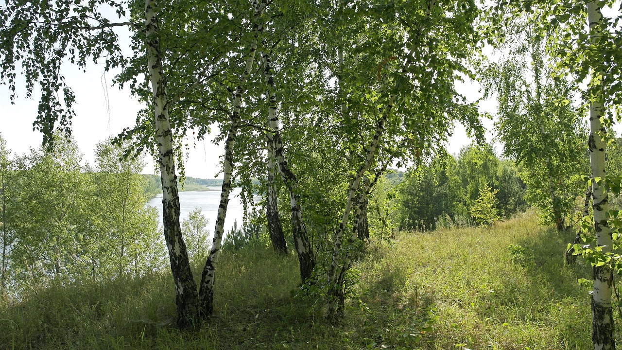 Birch Trees Forest Branches - Free photo on Pixabay - Pixabay