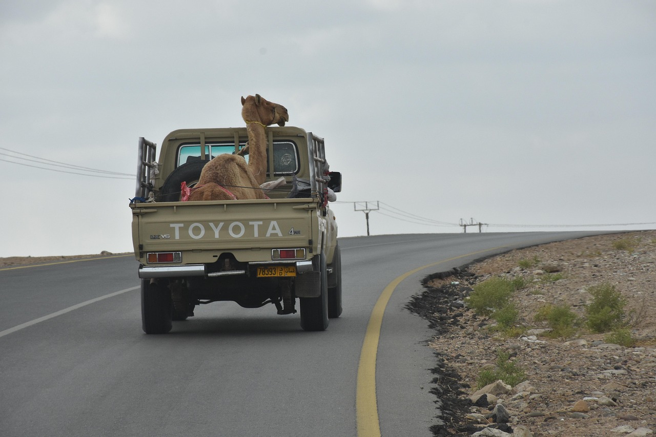 Animal Transport Dromedary Vehicle - Free photo on Pixabay
