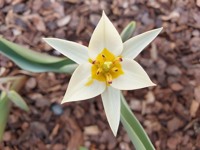 Tulipa Turkestanica Turkiestan - Darmowe zdjęcie na Pixabay - Pixabay