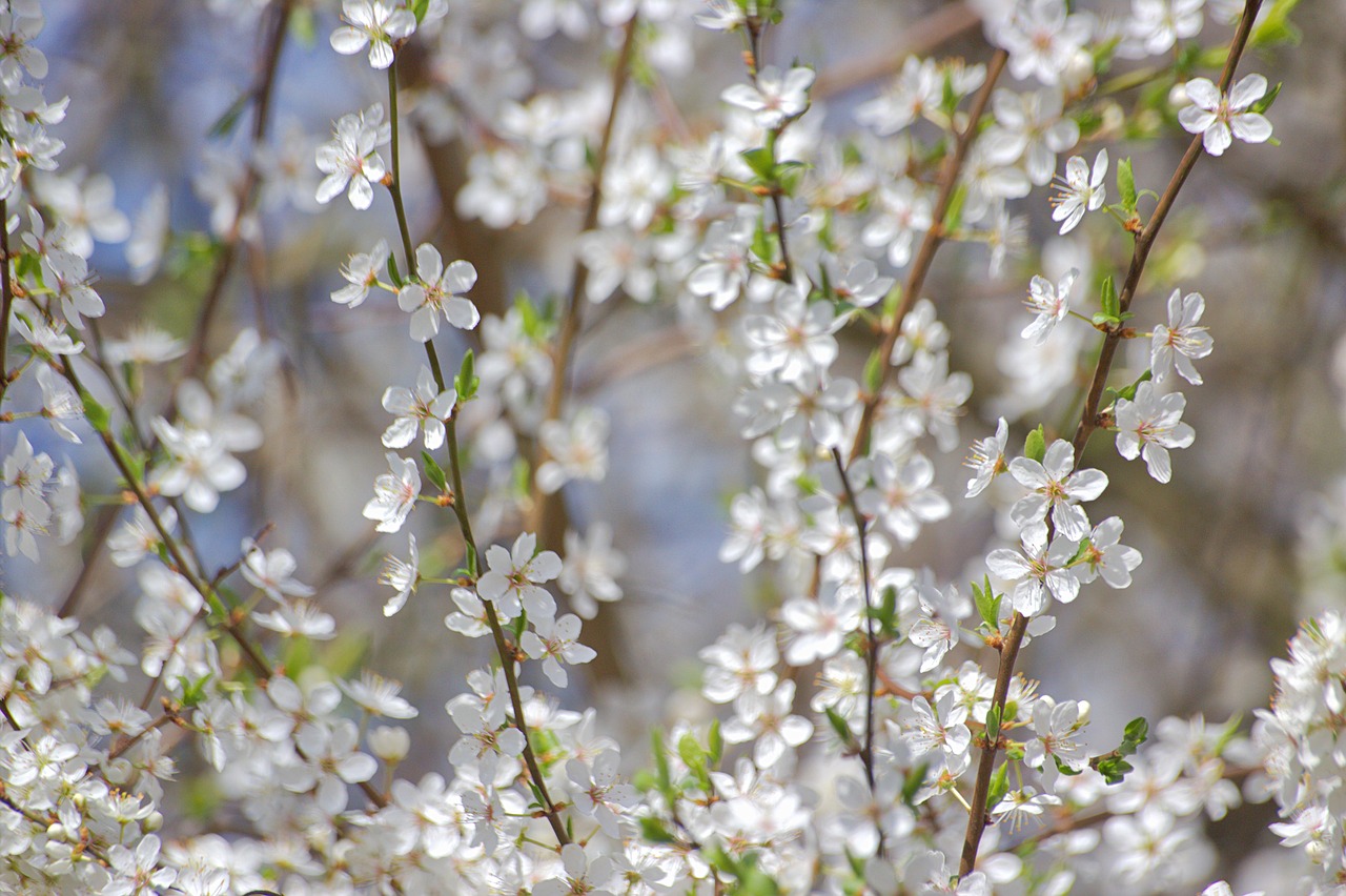 60,000+ Free Hawthorn Flowers & Hawthorn Images - Pixabay