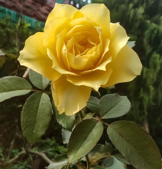Yellow Rose Flower - Free photo on Pixabay - Pixabay