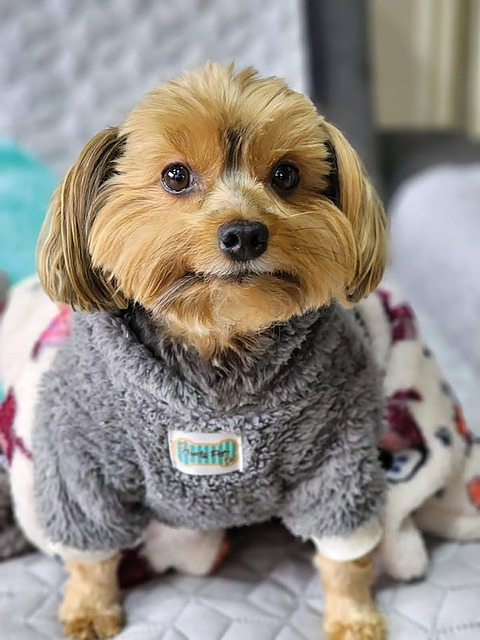 Yorkshire Cachorro Mascote - Foto gratuita no Pixabay - Pixabay