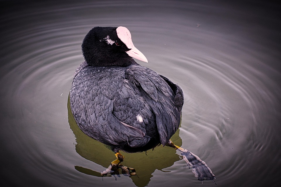 Bird Eurasian Coot Ornithology - Free photo on Pixabay - Pixabay