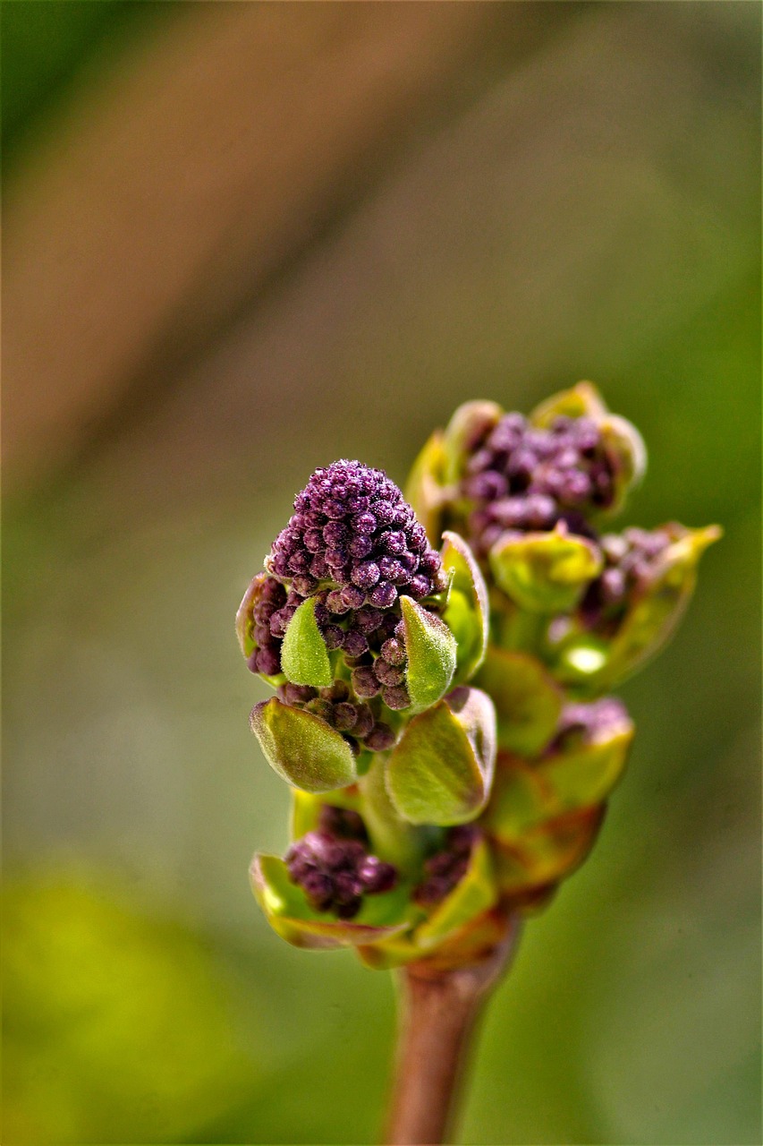 Fleurir Bloom Bourgeon Le - Photo gratuite sur Pixabay - Pixabay