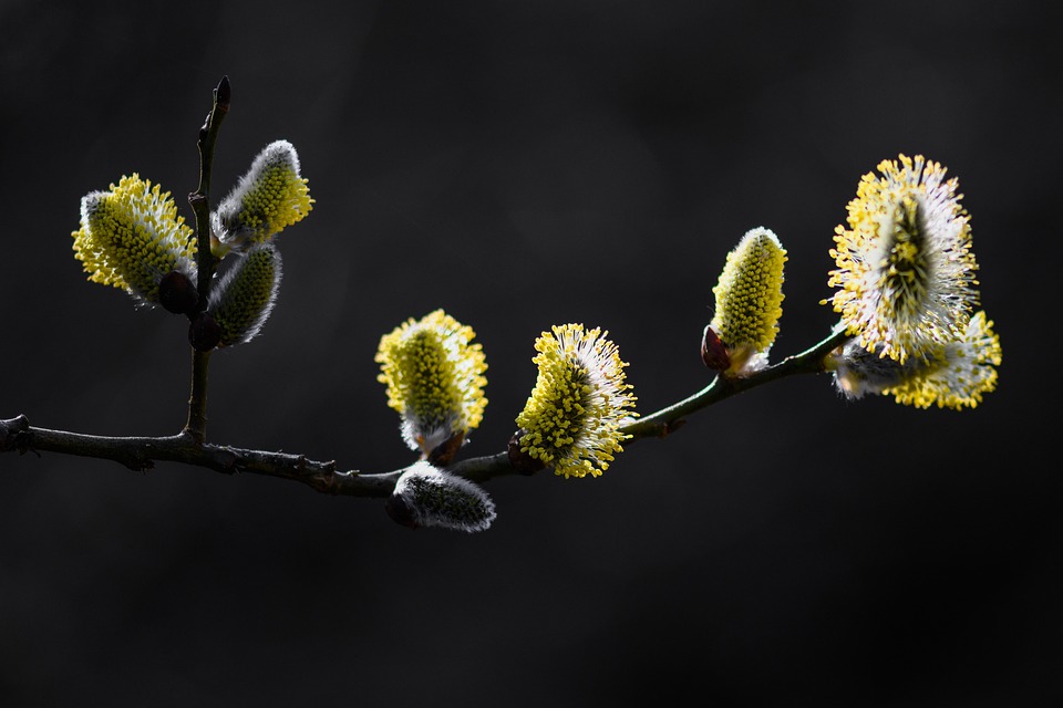 Willow Catkin Spring Close Up - Free photo on Pixabay - Pixabay