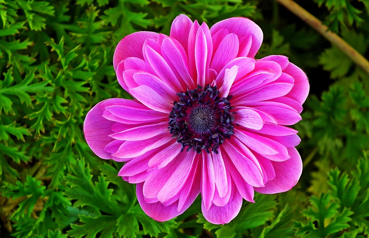Flower Anemone Spring - Free photo on Pixabay