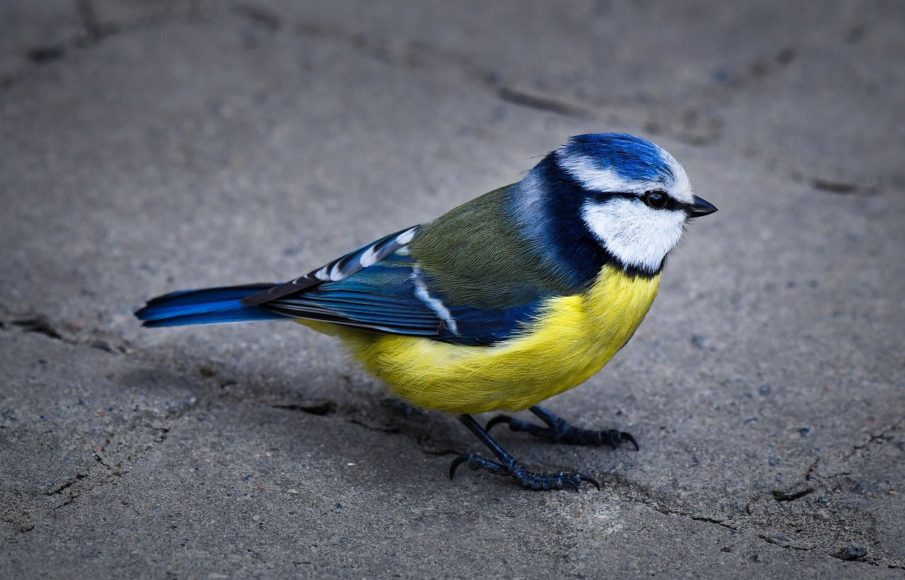 Bird Eurasian Blue Tit Wildlife - Free photo on Pixabay - Pixabay