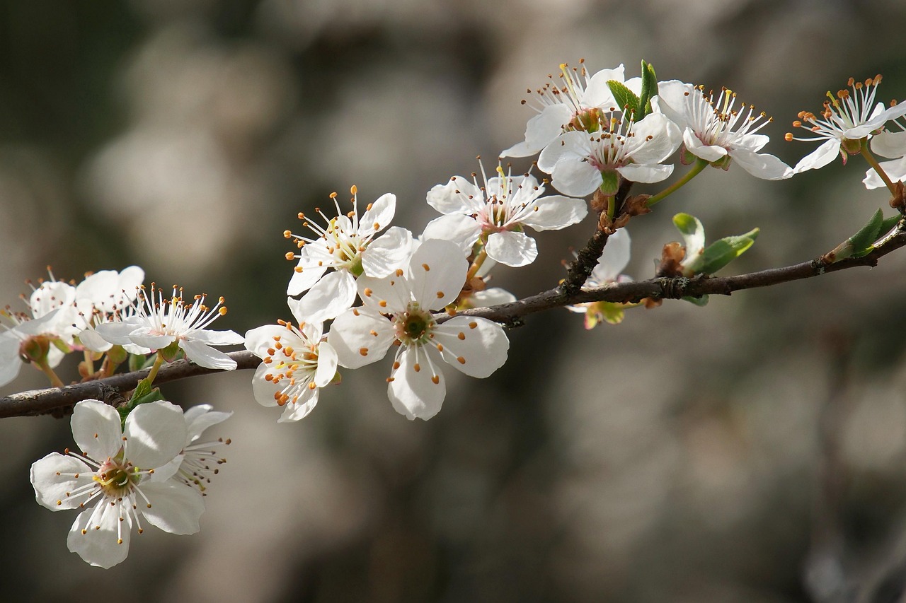 Apple Blossom Spring Branch - Free photo on Pixabay - Pixabay