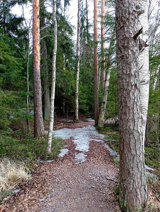 Finland Bosque Árboles - Foto gratis en Pixabay - Pixabay