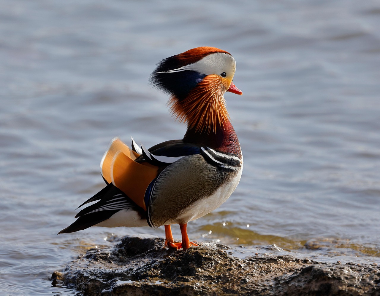 10,000+ Free Mandarin Ducks & Duck Images - Pixabay