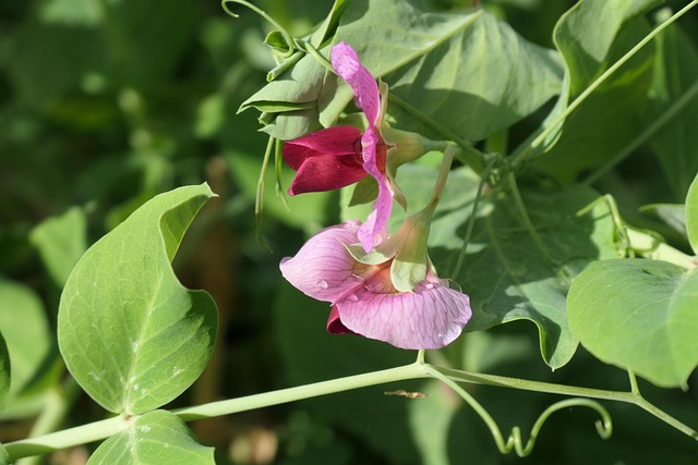 Sweetpeas Flowers Waterdrop - Free photo on Pixabay - Pixabay