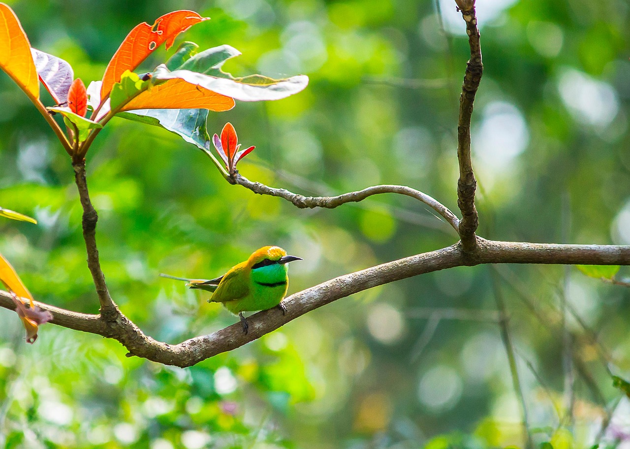 Bird Asian Green Bee-Eater - Free photo on Pixabay