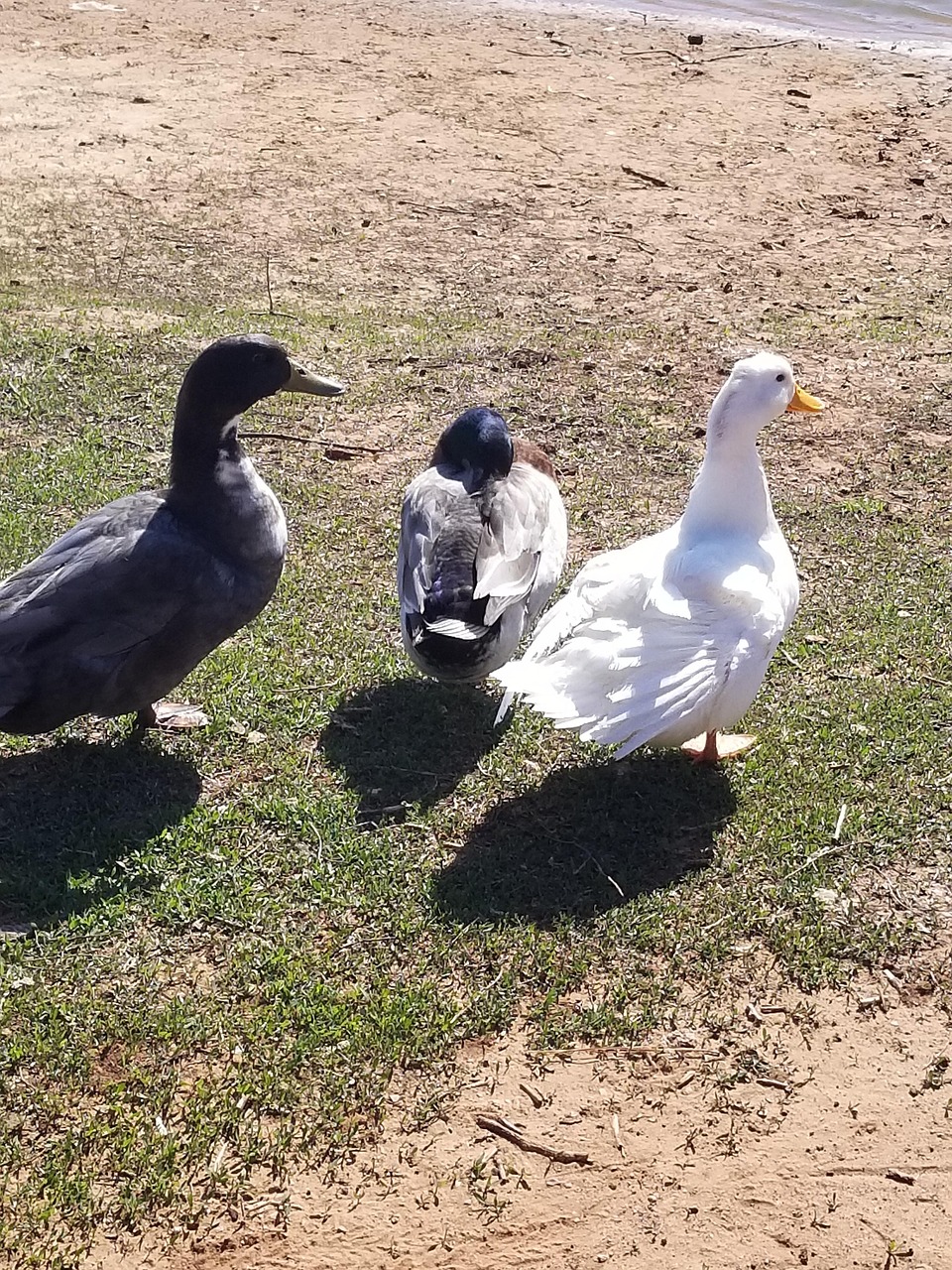 Wildlife Ducks - Free photo on Pixabay - Pixabay